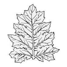 Acanthus - Traceable Heraldic Art