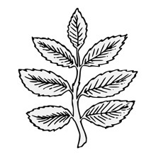 Beech - Traceable Heraldic Art