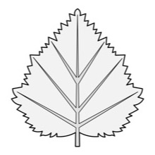 Birch - Traceable Heraldic Art