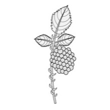 Berry - Traceable Heraldic Art