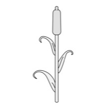Cattail - Traceable Heraldic Art