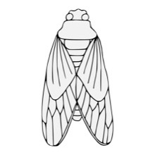 Cicada - Traceable Heraldic Art