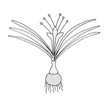 Crocus - Traceable Heraldic Art