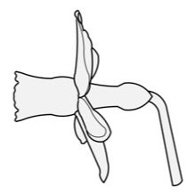 Daffodil - Traceable Heraldic Art