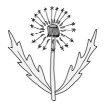 Dandelion In Seed - Traceable Heraldic Art