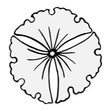 Ginkgo - Traceable Heraldic Art