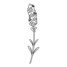 Lavender - Traceable Heraldic Art