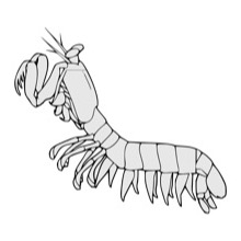 Mantis Shrimp - Traceable Heraldic Art