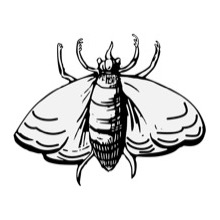 Moth - Traceable Heraldic Art
