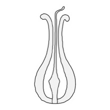 Mouth Harp - Traceable Heraldic Art