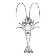 Prawn - Traceable Heraldic Art