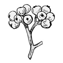 Rowan - Traceable Heraldic Art