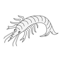 Shrimp - Traceable Heraldic Art