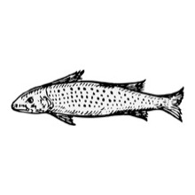 Trout - Traceable Heraldic Art