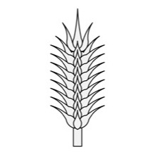 Wheat - Traceable Heraldic Art